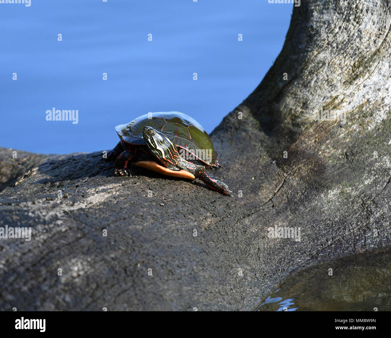 Turtle bathing sun hi-res stock photography and images - Alamy