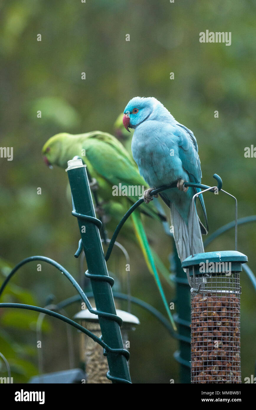 Rose-ringed or ring-necked parakeet (Psittacula krameri), blue mutation ...