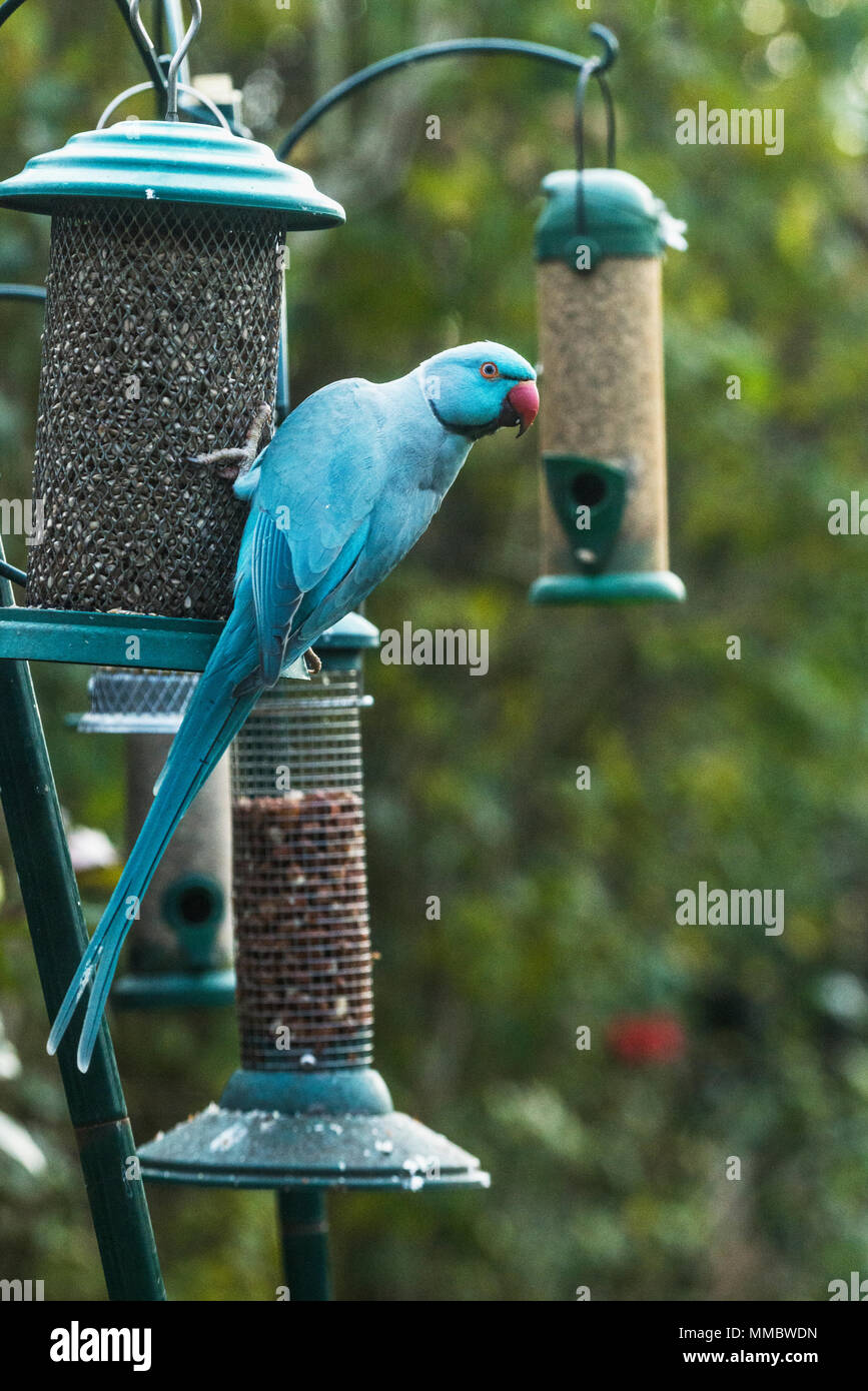 Mutation bird hi-res stock photography and images - Alamy