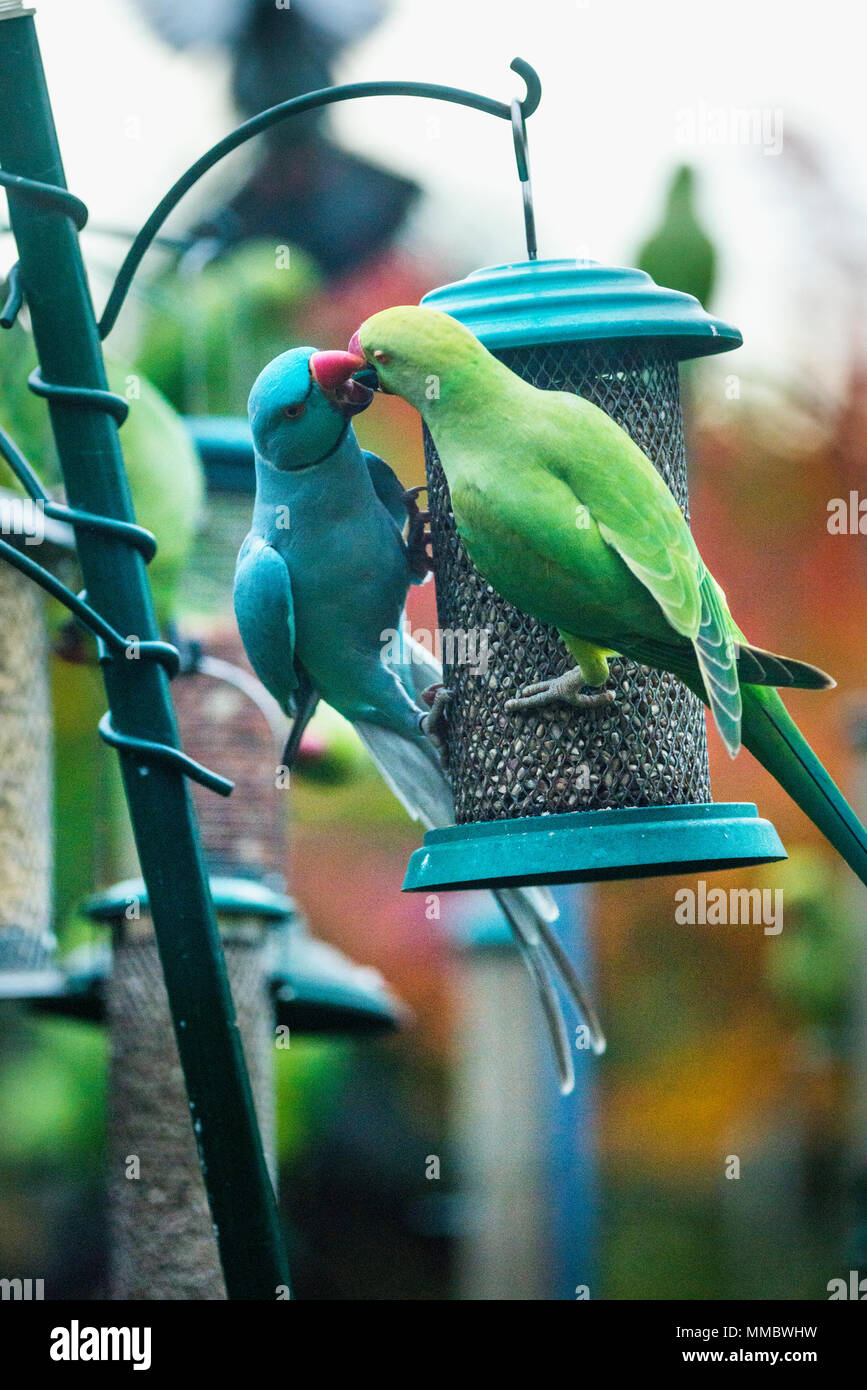 Normal and variant hi-res stock photography and images - Alamy