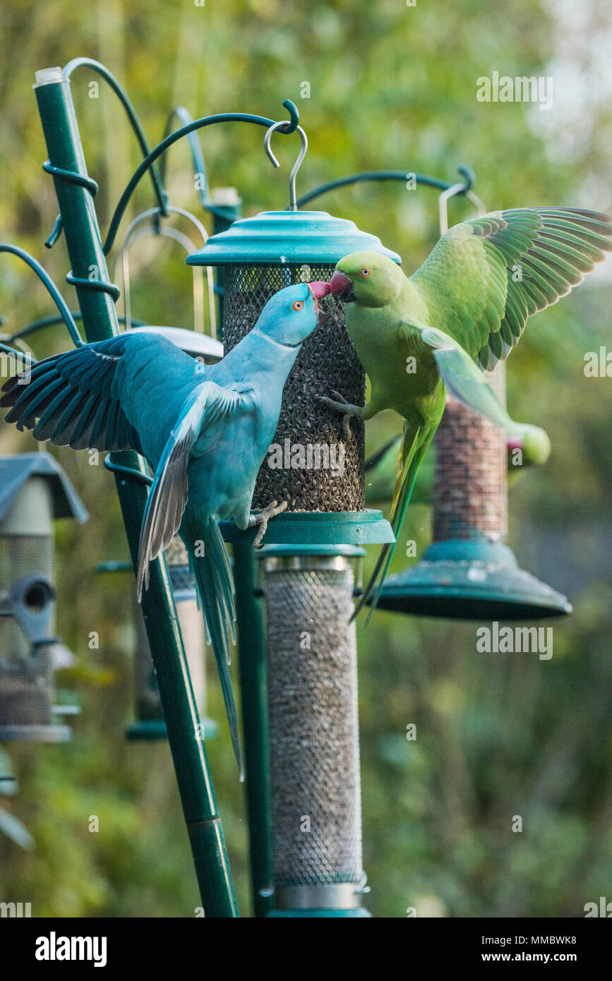 Asian parrot hi-res stock photography and images - Alamy