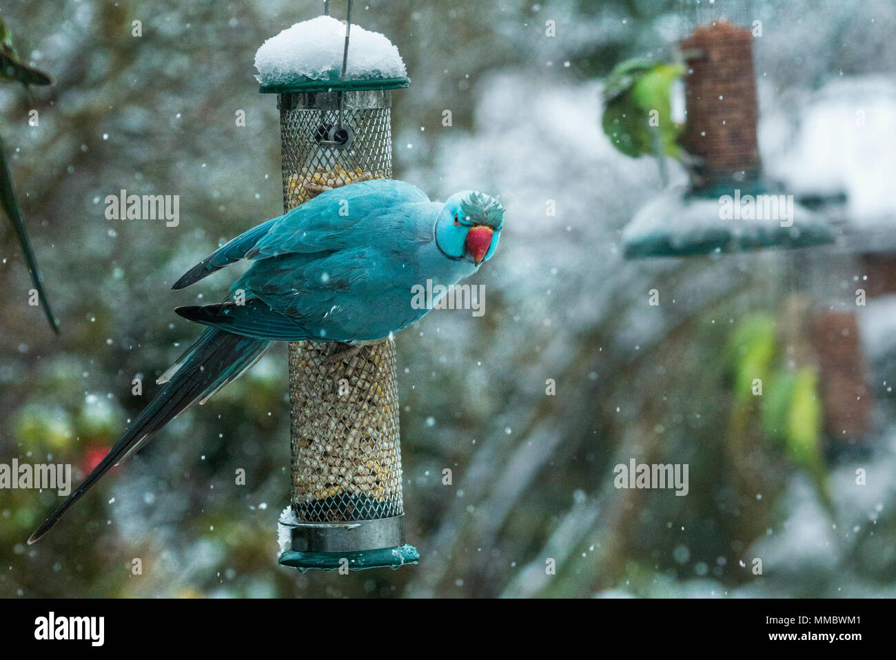 Snow parrot hi-res stock photography and images - Alamy