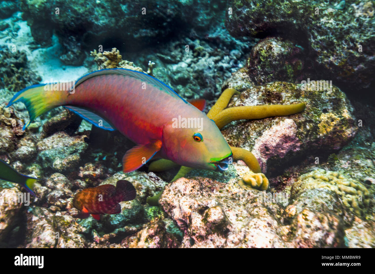 Parrotfish scarus sp hi-res stock photography and images - Alamy