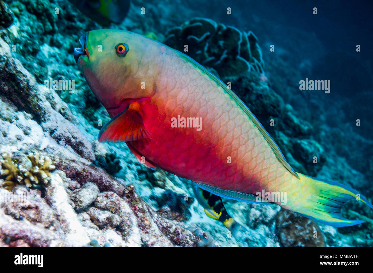 Parrotfish [Scarus sp.] Andaman Sea, Thailand Stock Photo - Alamy