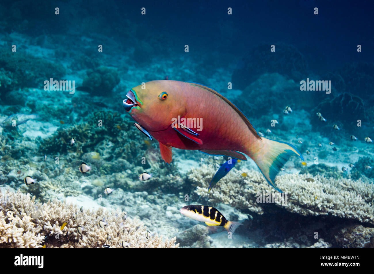 Parrotfish [Scarus sp.] Andaman Sea, Thailand Stock Photo - Alamy