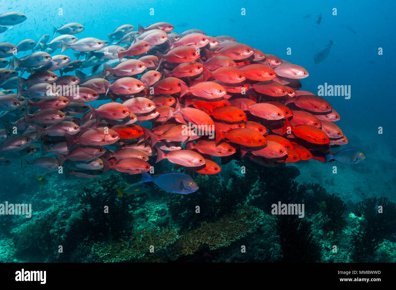 School of slender pinjalo fish hi-res stock photography and images - Alamy