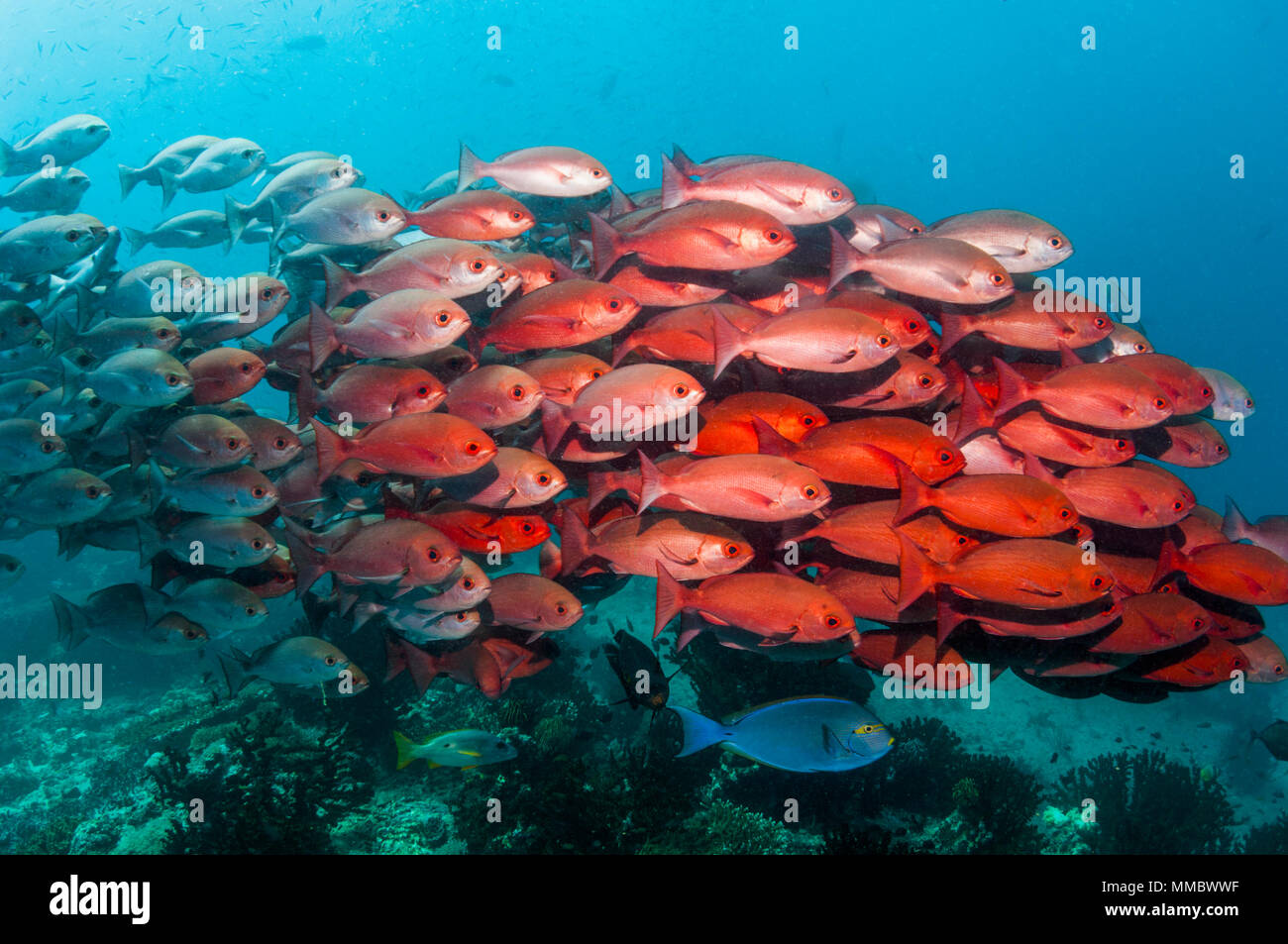 Pinjalo snapper [Pinjalo pinjalo] school with one Elongate surgeonfish ...