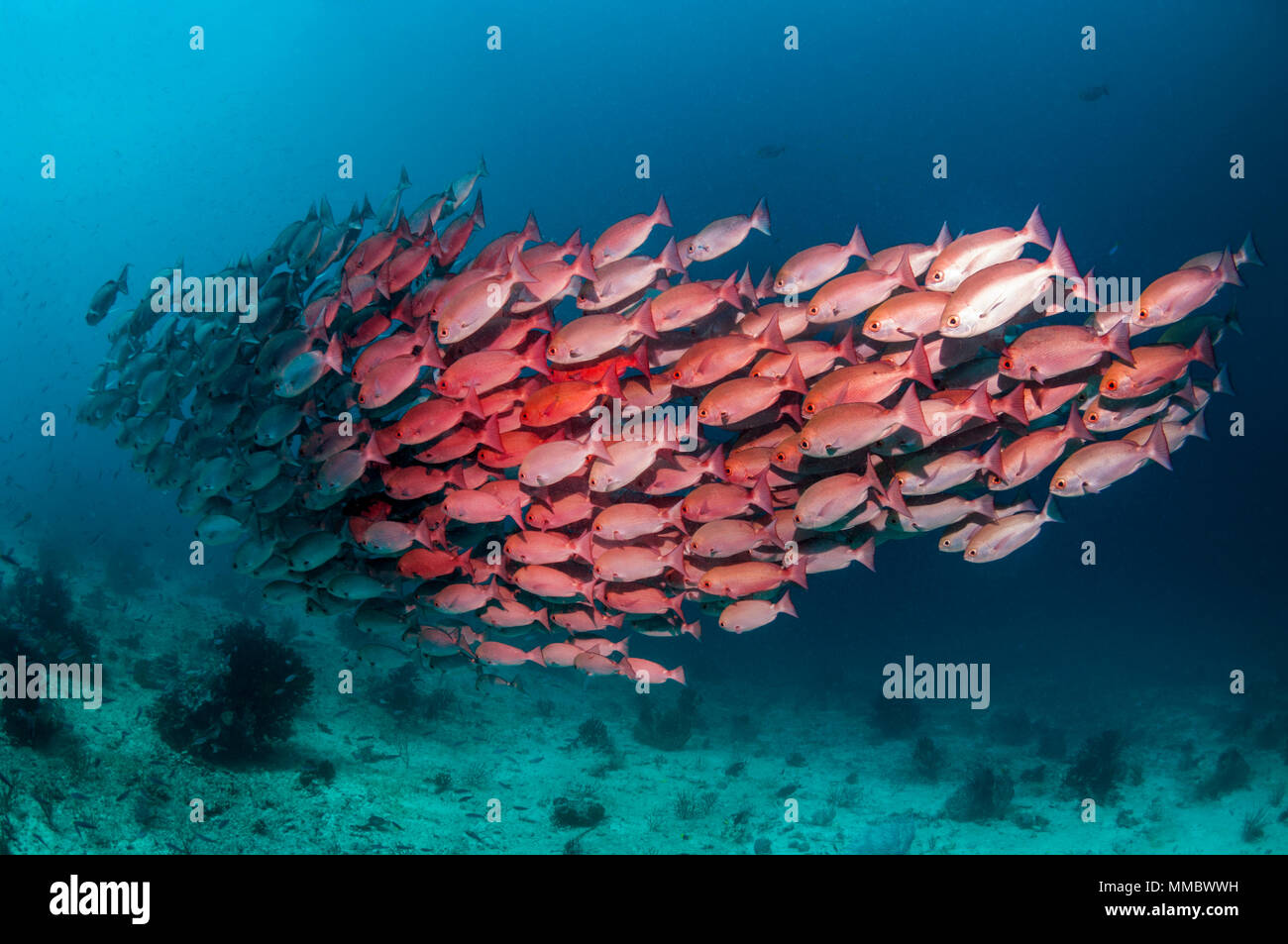 School of slender pinjalo fish hi-res stock photography and images - Alamy