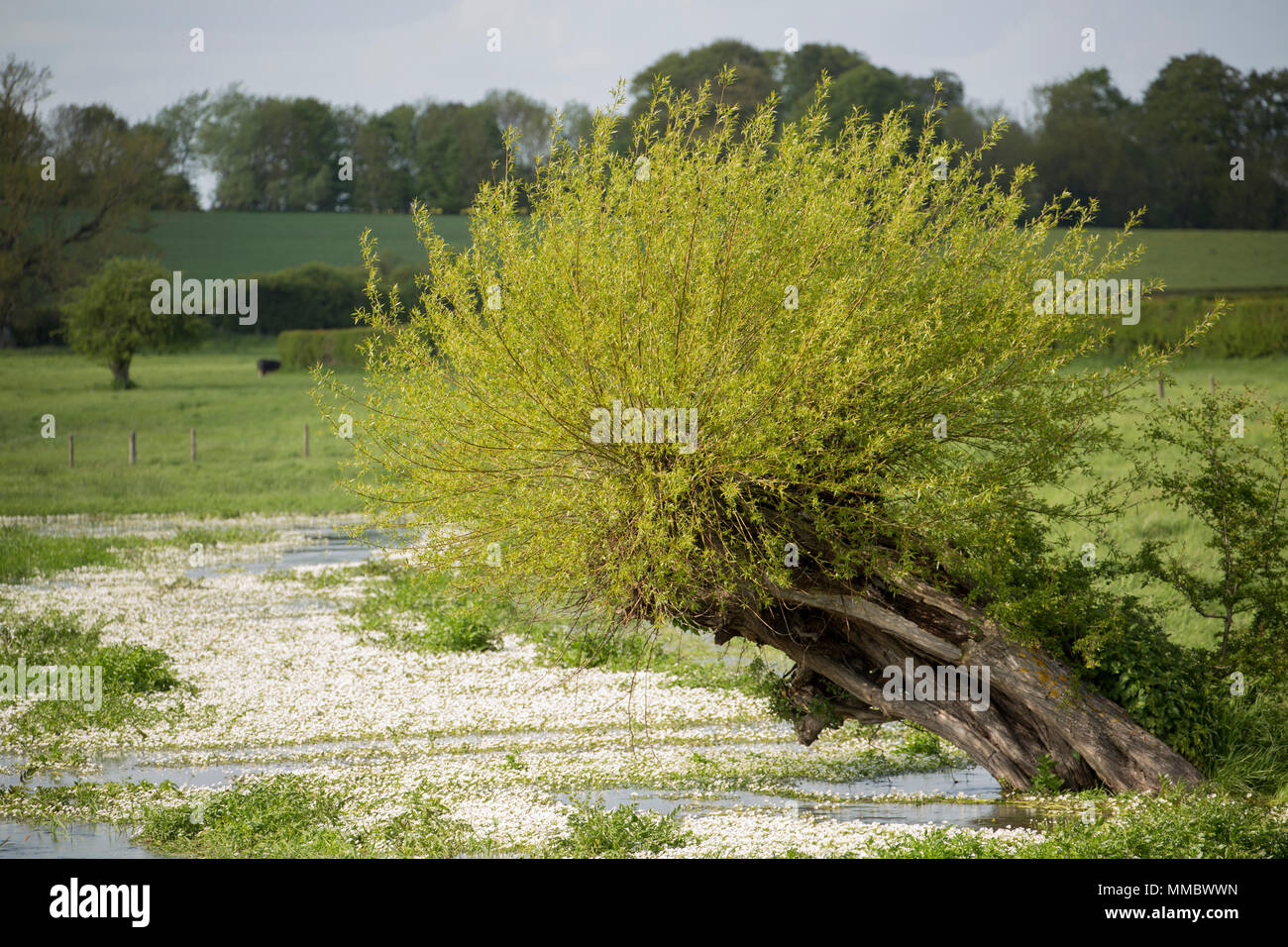 Pollarded willow tree growing on the banks of the River Till, an ...