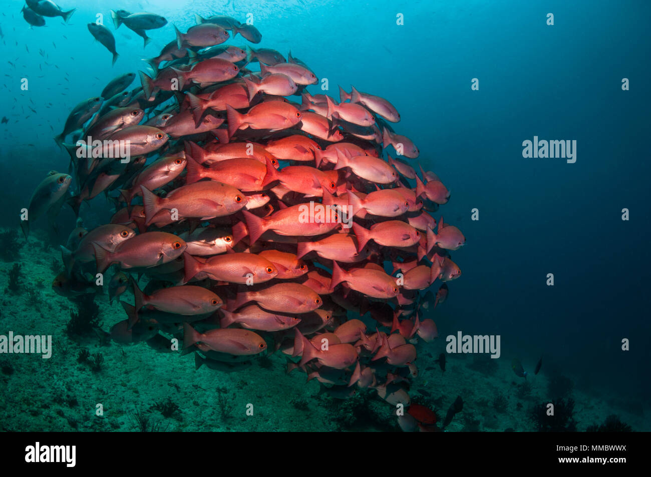 Pinjalo snapper [Pinjalo lewisi]. West Papua, Indonesia Stock Photo - Alamy