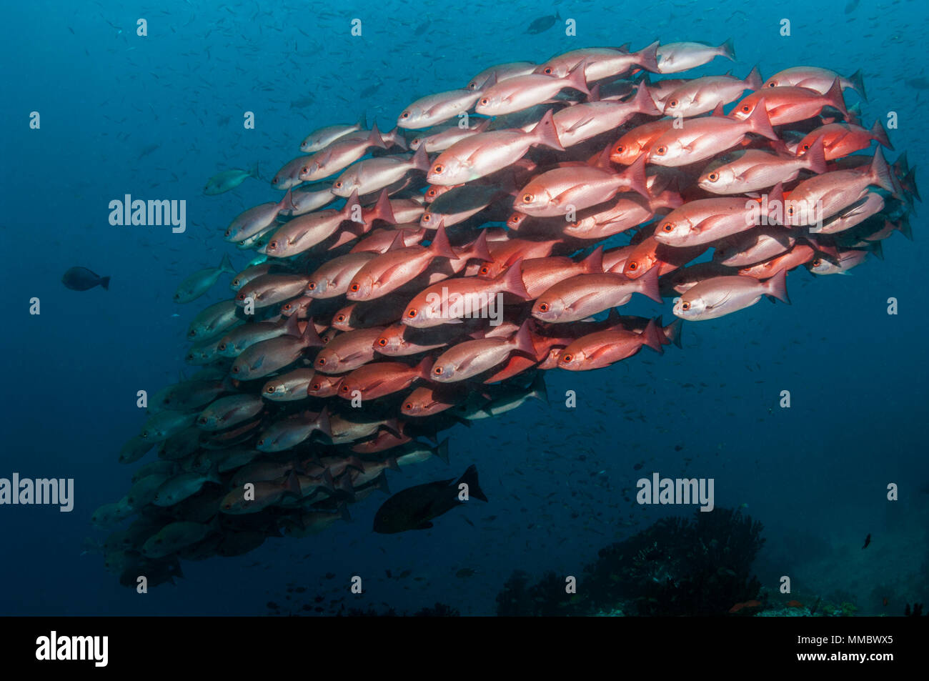 Snapper Fish In Water
