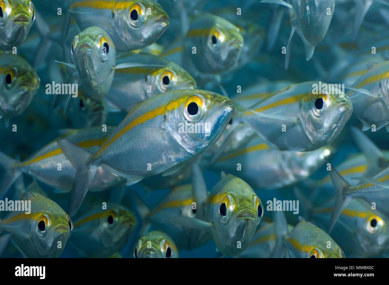 Bigeye scad (Selar crunenophthalmus). Misool, Raja Ampat, West Papua ...