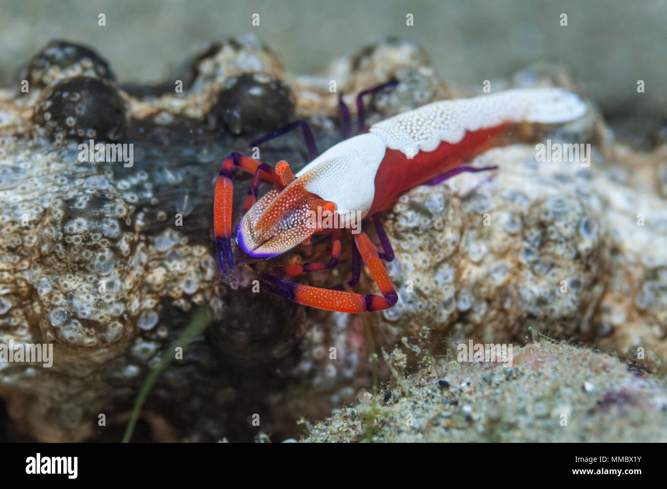 Emperor shrimp [Periclemenes imperator] on a sea cucumber. Ambon ...