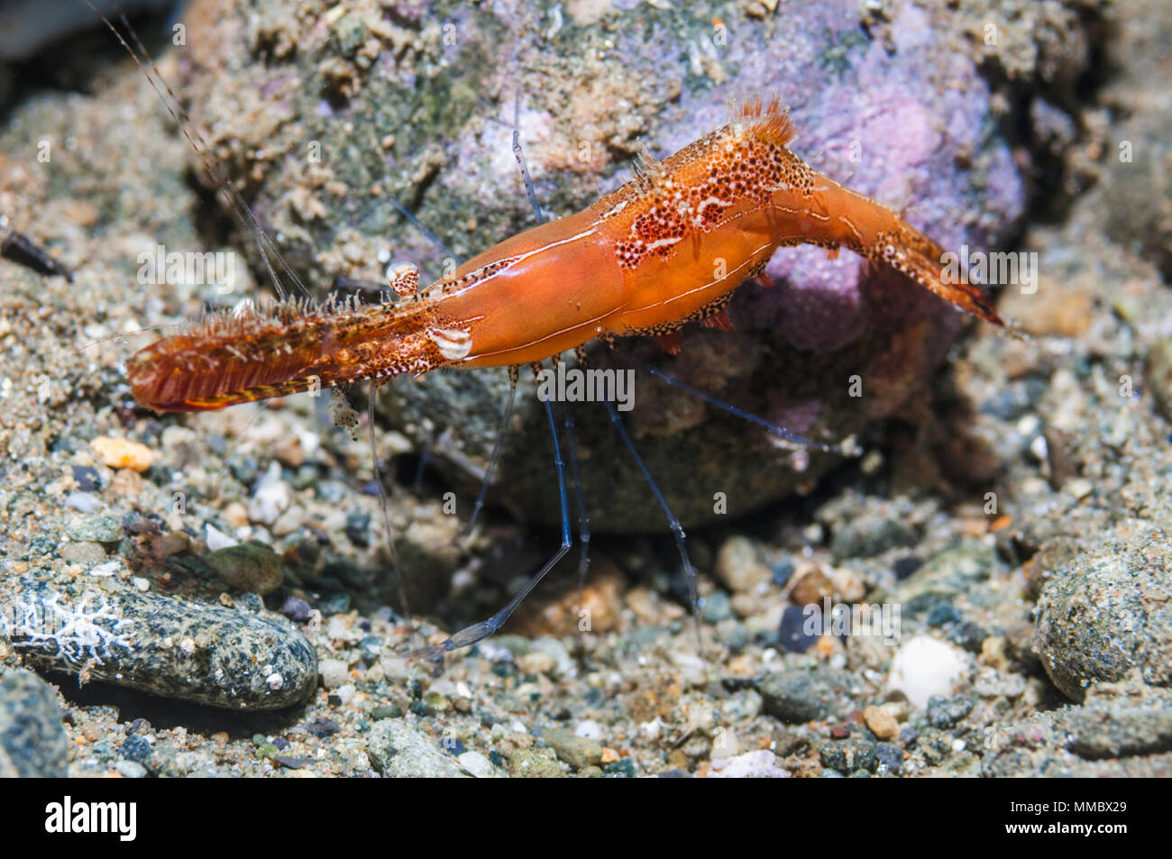 Donald Duck shrimp or Plume shrimp [Leander plumosus]. Ambon, Indonesia ...