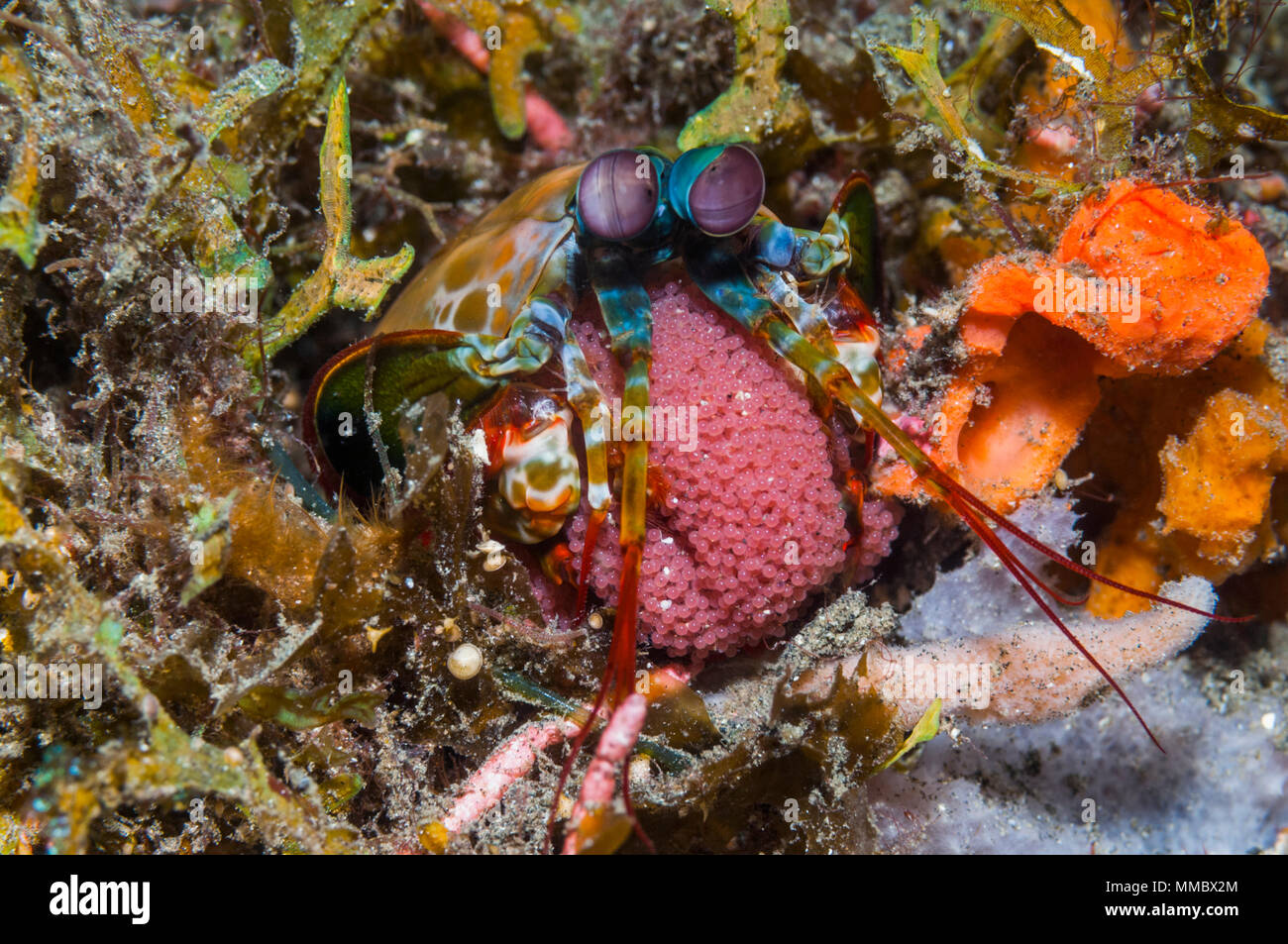 Pacific ocean asia mantis shrimp hi-res stock photography and images ...