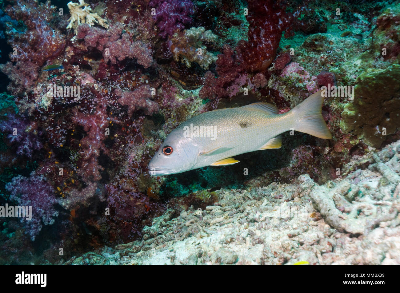 Black spot snapper hi-res stock photography and images - Alamy