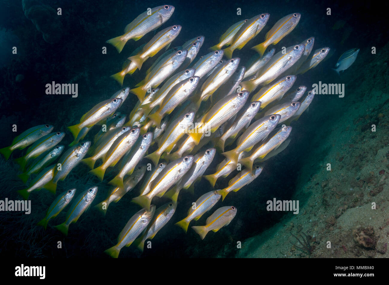 Big Eye Snapper Stock Photos & Big Eye Snapper Stock Images - Alamy