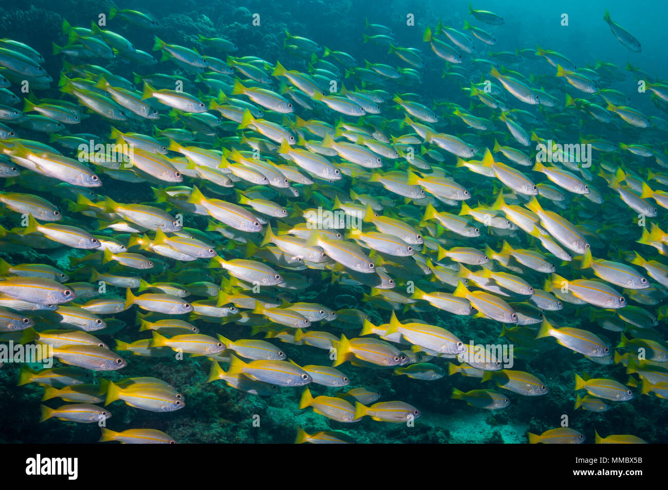 Rosy snapper hi-res stock photography and images - Alamy
