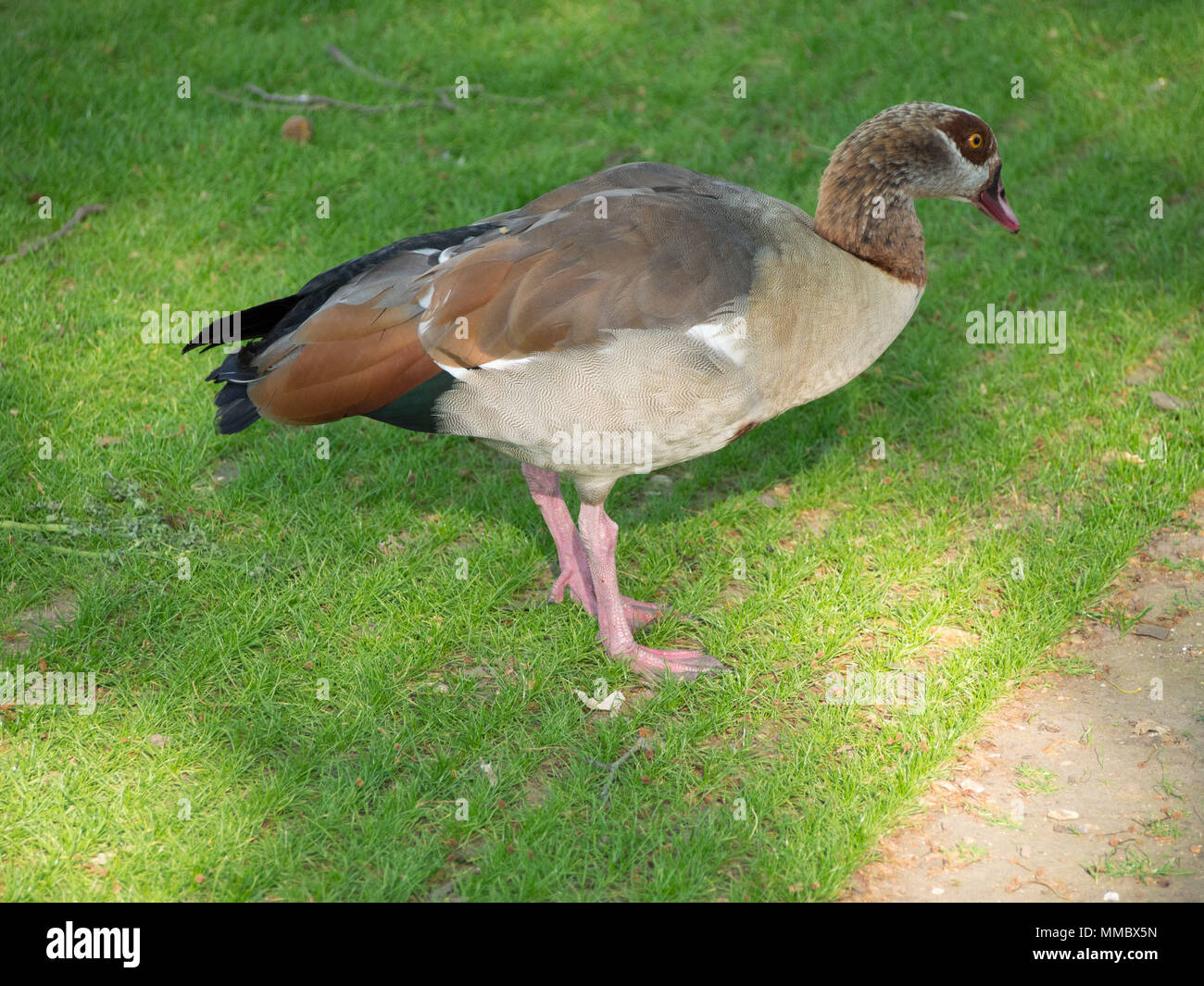 Egyptian goose st jamess park hi-res stock photography and images - Alamy