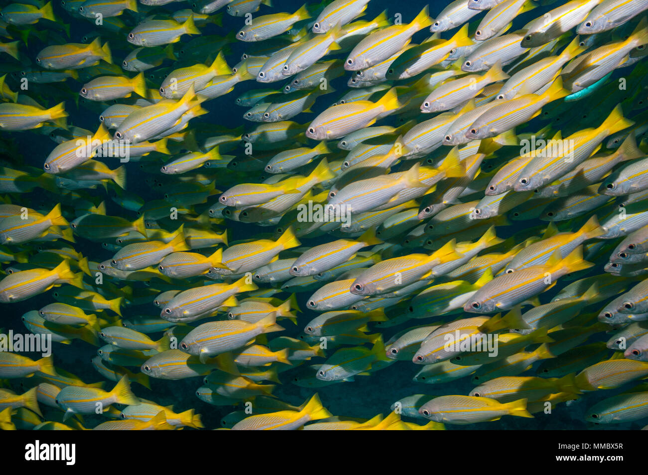 Big eye snapper hi-res stock photography and images - Alamy