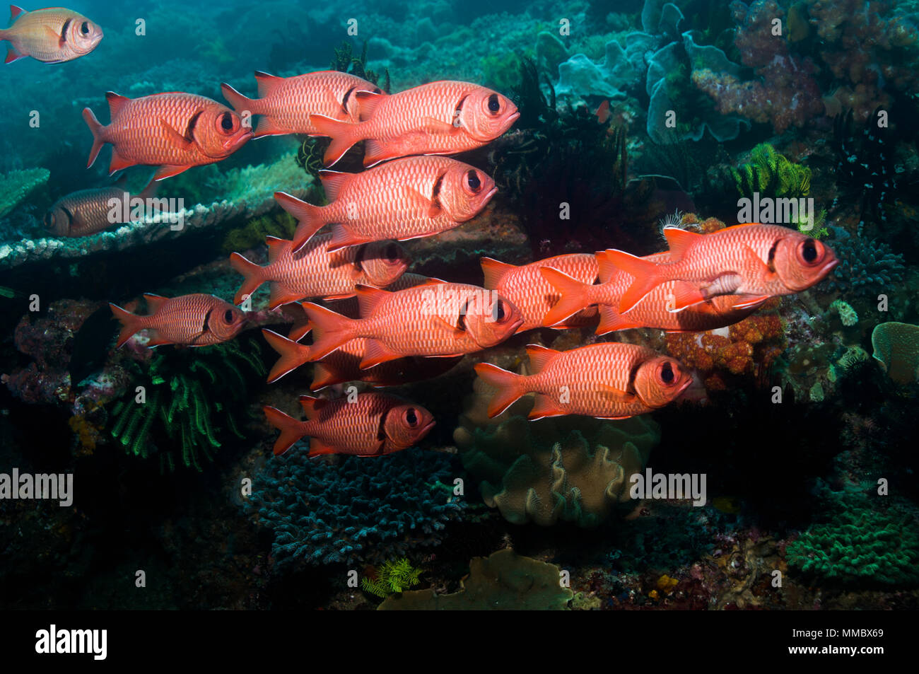 Bigscale soldierfish (Myripristis berndti). Rinca, Indonesia Stock ...