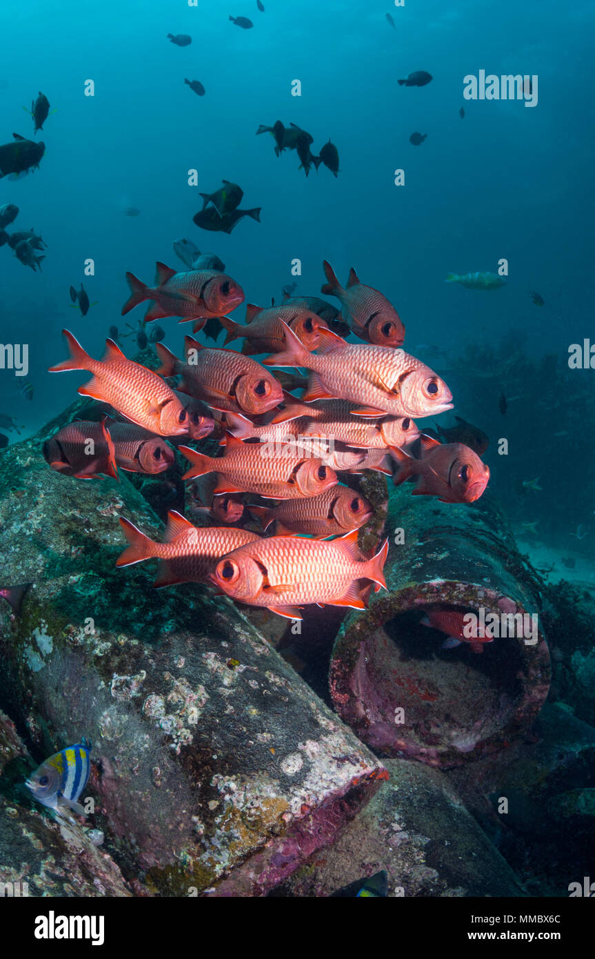 Bigscale soldierfish (Myripristis berndti). Malaysia Stock Photo - Alamy