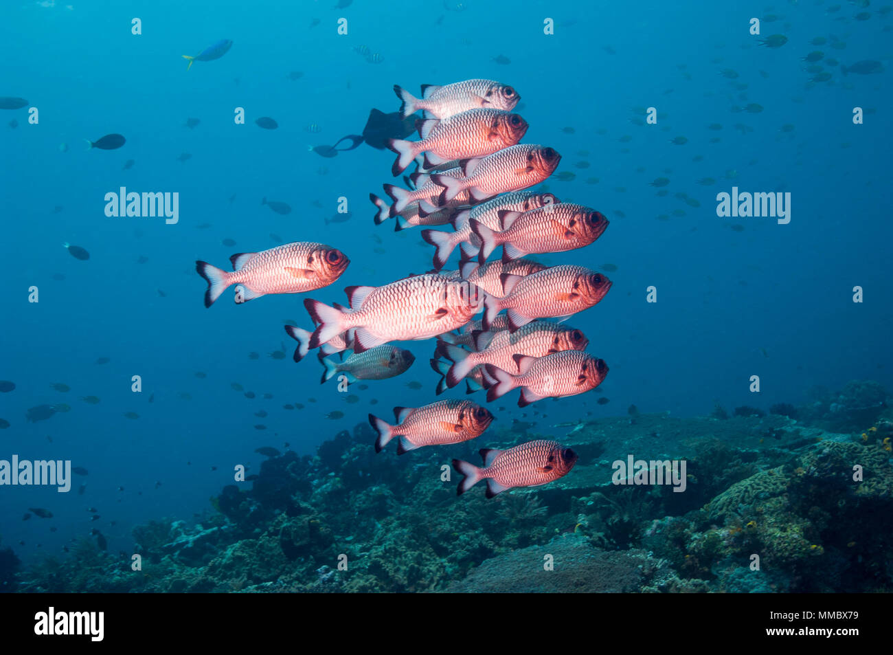 Shadowfin soldierfish [Myripristis adusta]. West Papua, Indonesia Stock ...