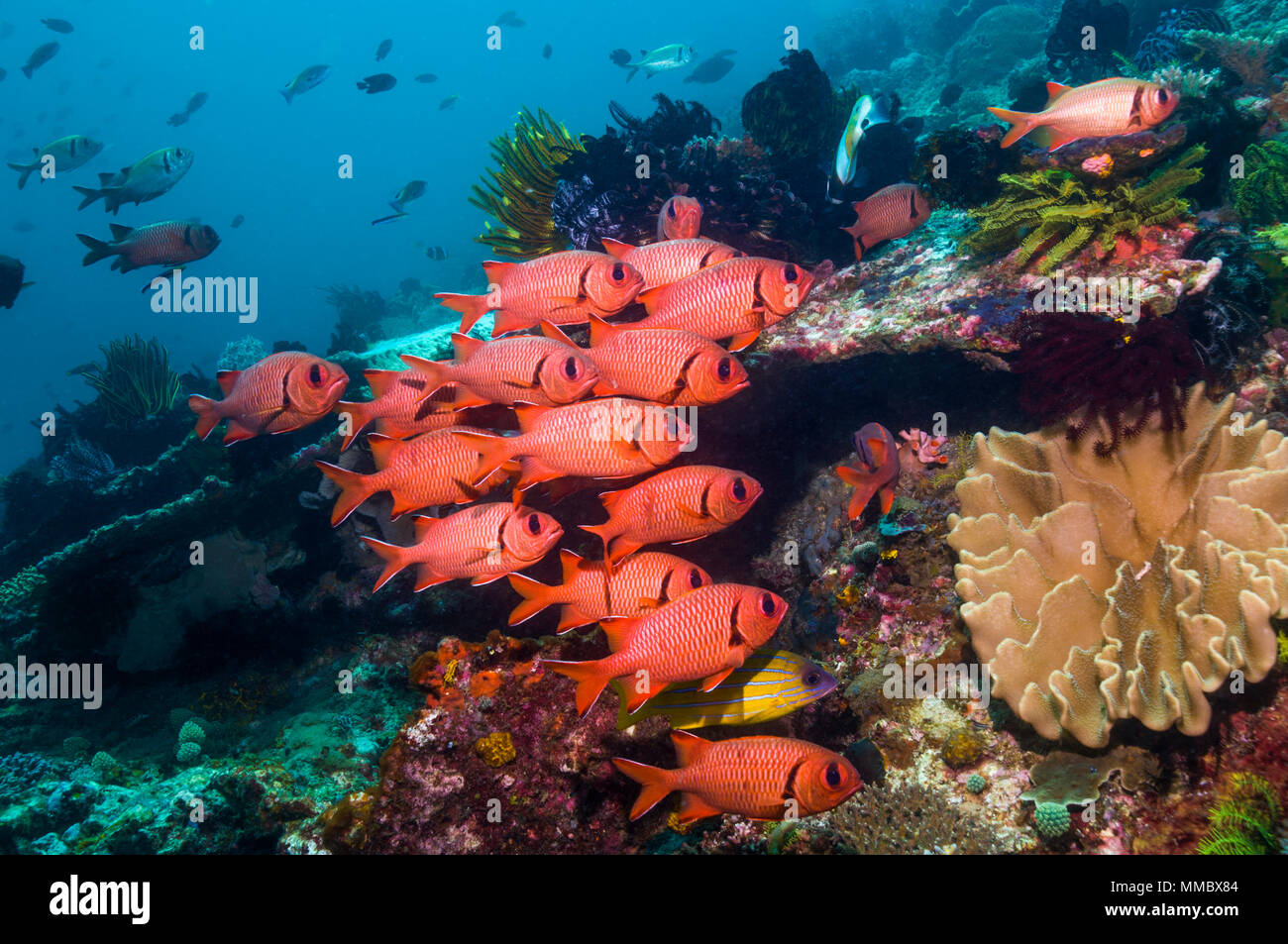 Bigscale soldierfish (Myripristis berndti). Rinca, Indonesia Stock ...