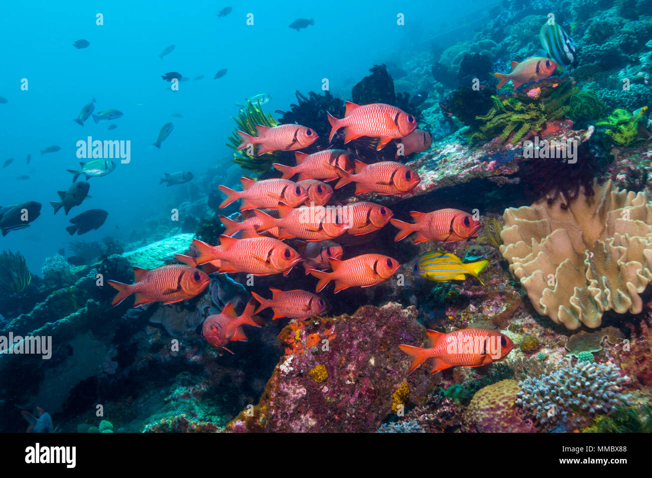 Bigscale soldierfish (Myripristis berndti). Rinca, Indonesia Stock ...