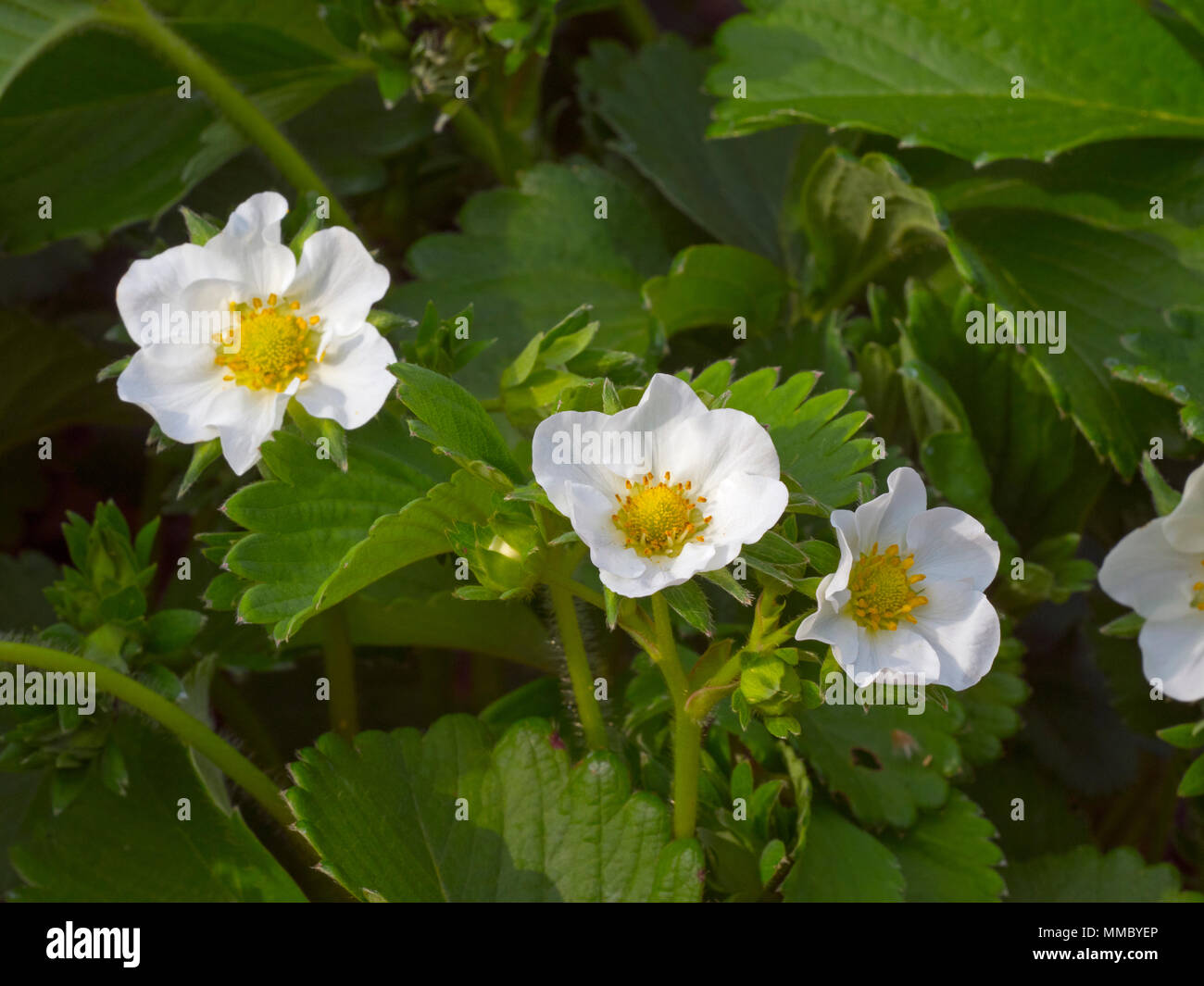 Long picking period hi-res stock photography and images - Alamy