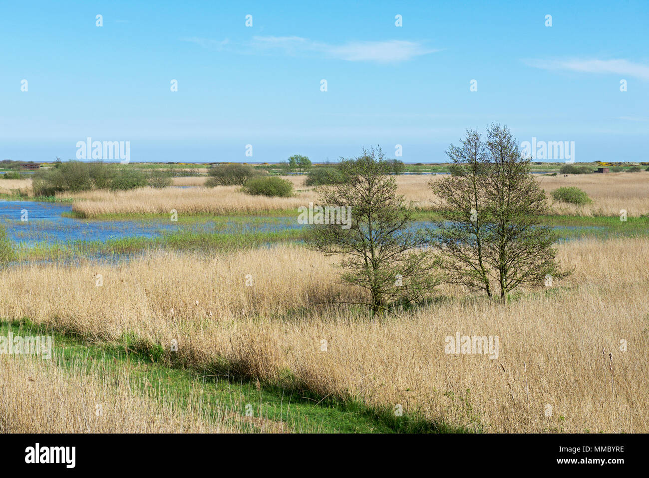 Minsmere, RSPB nature reserve, Suffolk, England UK Stock Photo - Alamy