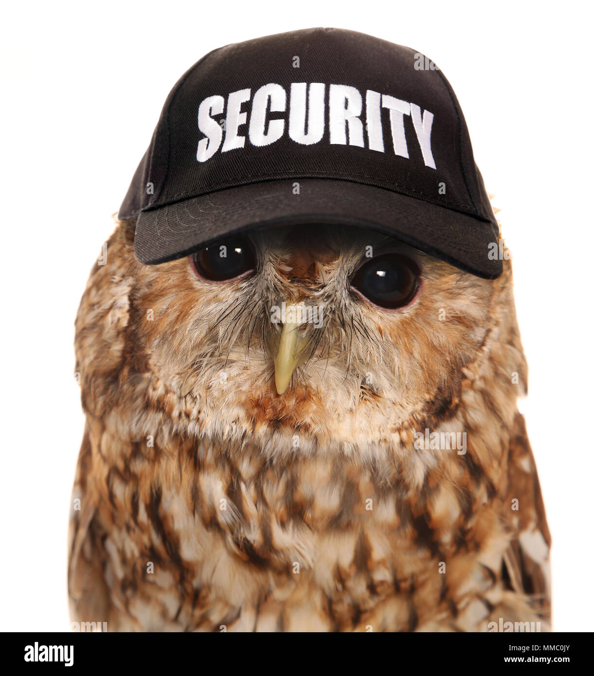 Security owl with clipping path Stock Photo - Alamy
