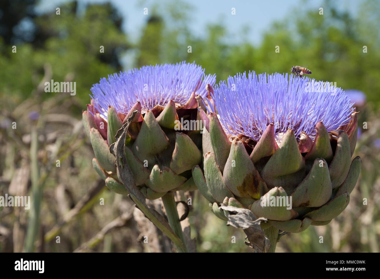 Artichoke Purple Flowers Stock Photo - Alamy