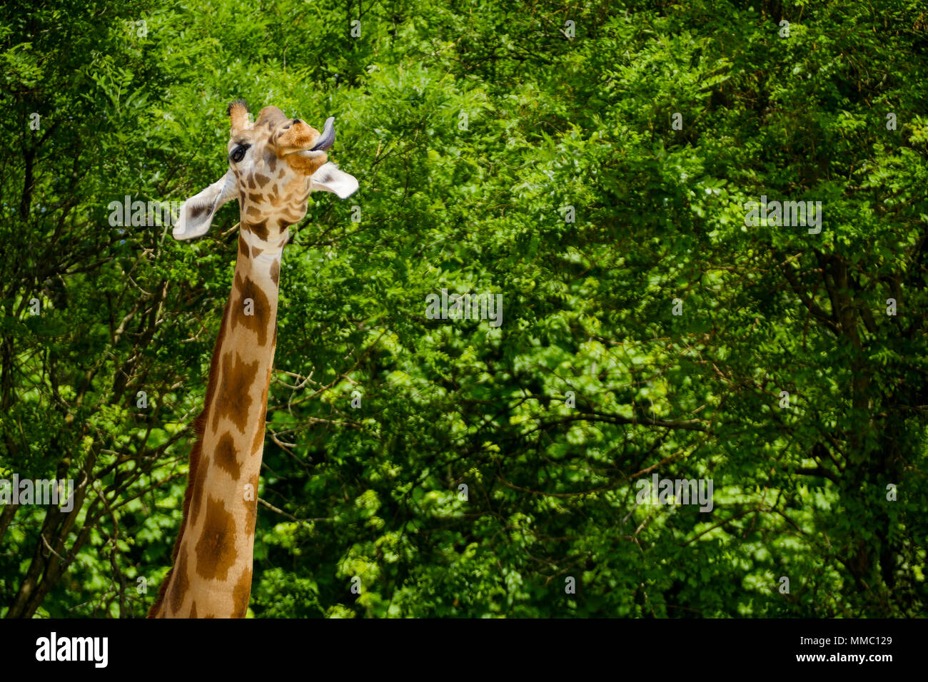 Giraffe, Tête d'Or Park, Lyon, France Stock Photo - Alamy