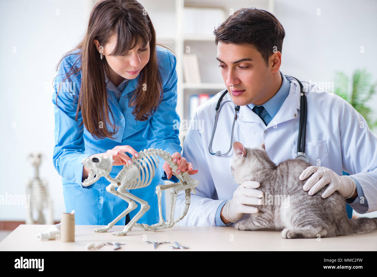 Cat being examining in vet clinic Stock Photo - Alamy