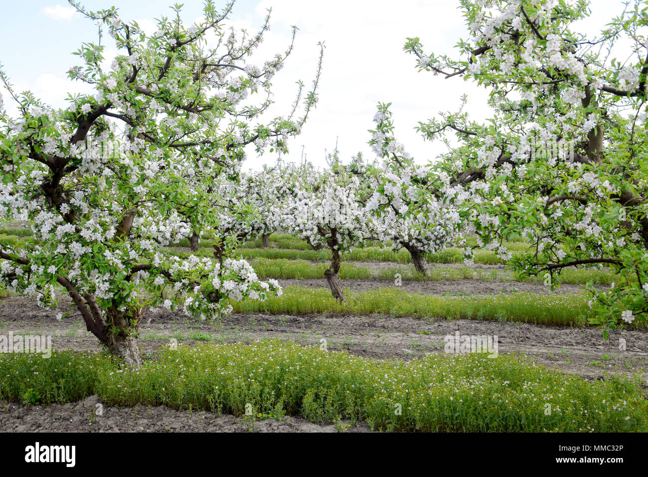 Blooming apple orchard. Adult trees bloom in the apple orchard. Fruit ...