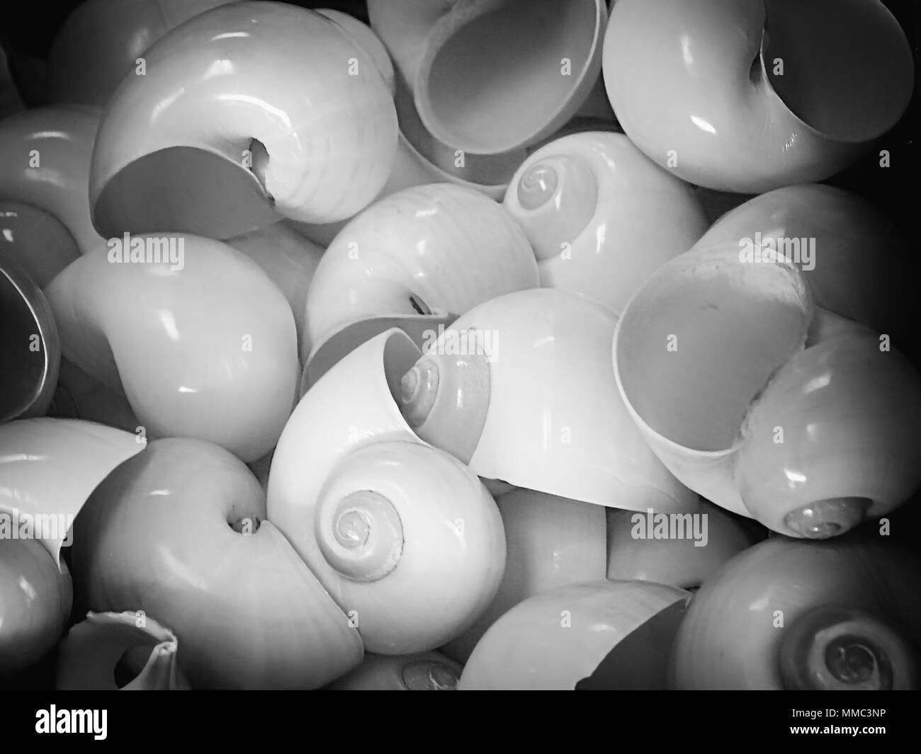 Sea shell colors Black and White Stock Photos & Images - Alamy