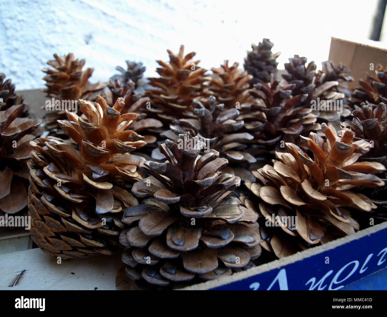 Pile pine open cones hi-res stock photography and images - Alamy