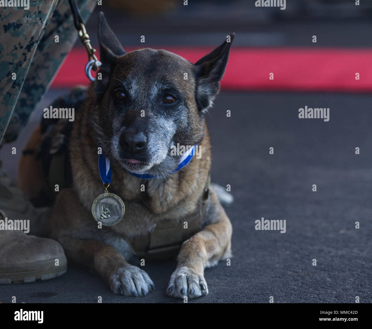 Lady, a former U.S. Marine Corps Multipurpose Canine, celebrated her ...