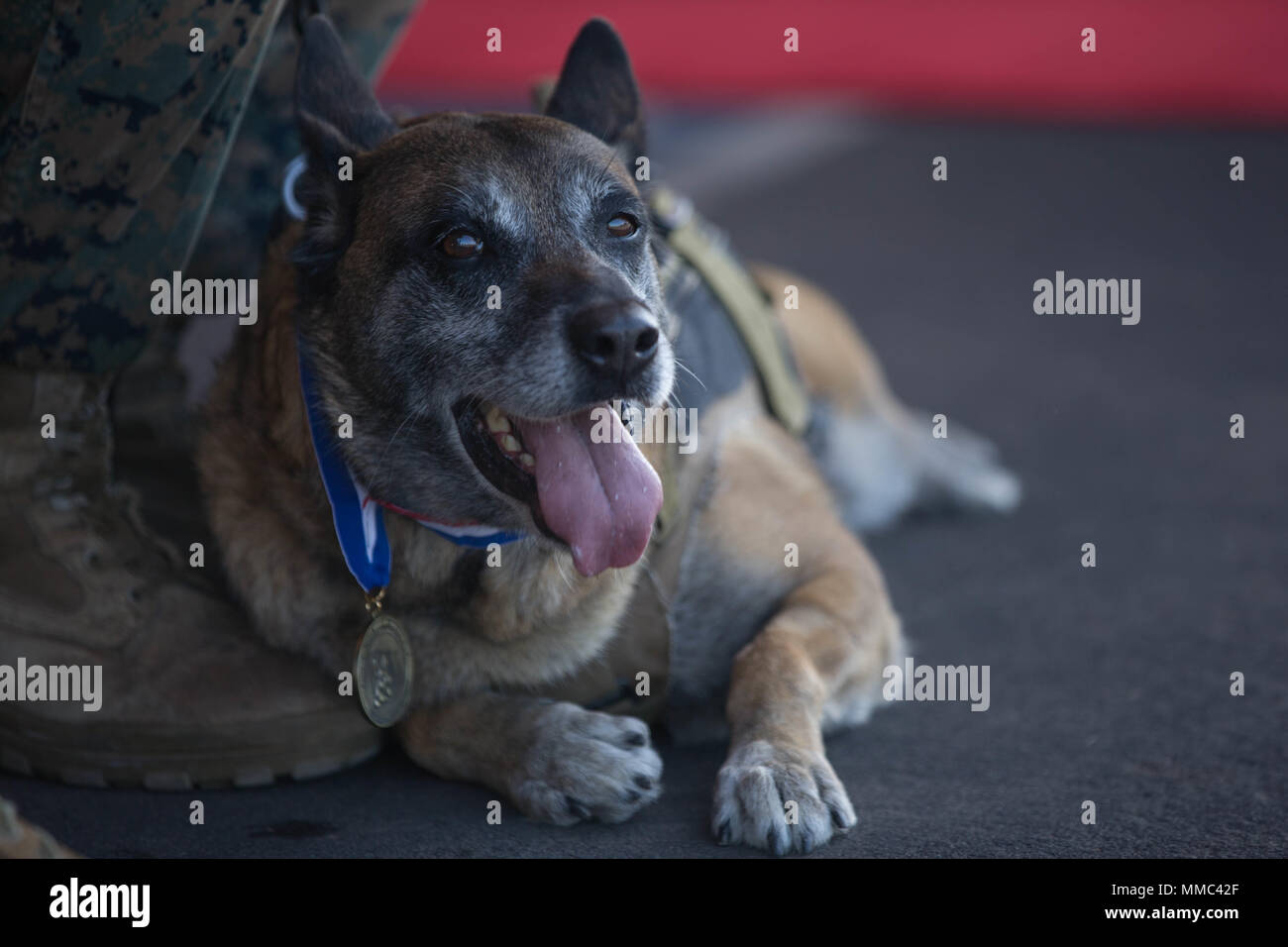 Lady, a former U.S. Marine Corps Multipurpose Canine, celebrated her ...