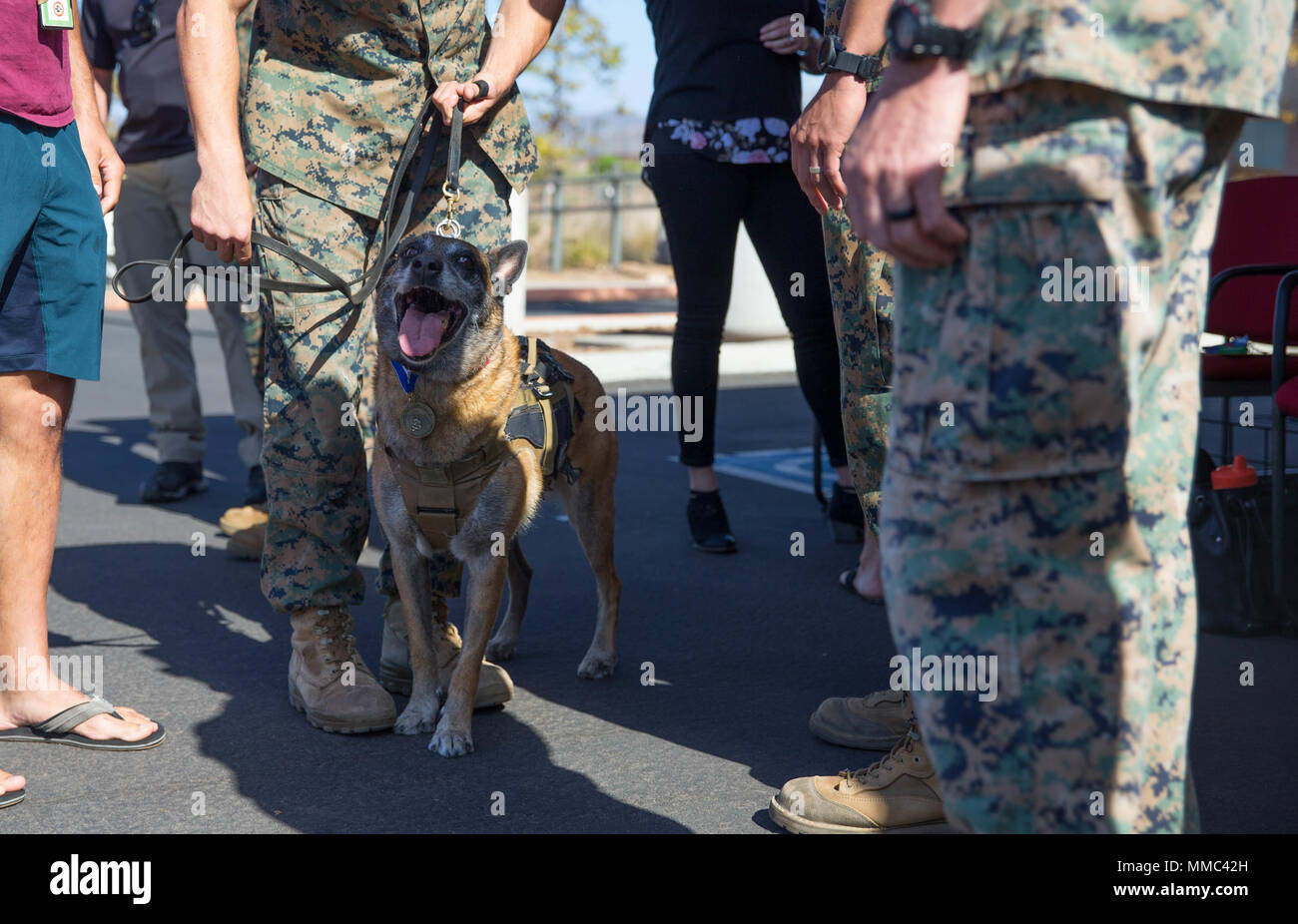 Lady, a former U.S. Marine Corps Multipurpose Canine, celebrated her ...