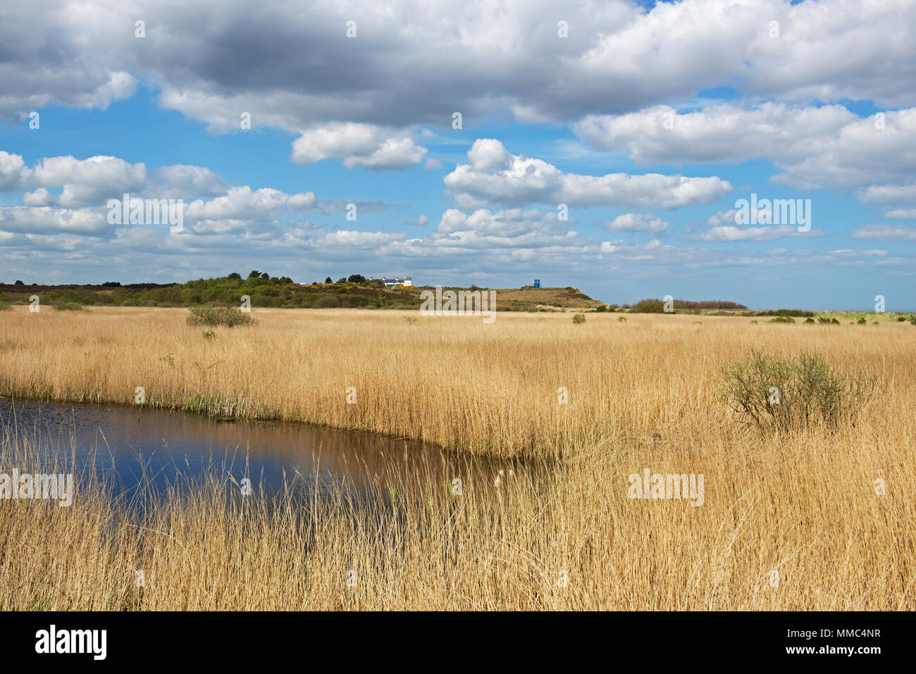 Reedbeds at Minsmere, RSPB reserve, Suffolk, England UK Stock Photo - Alamy