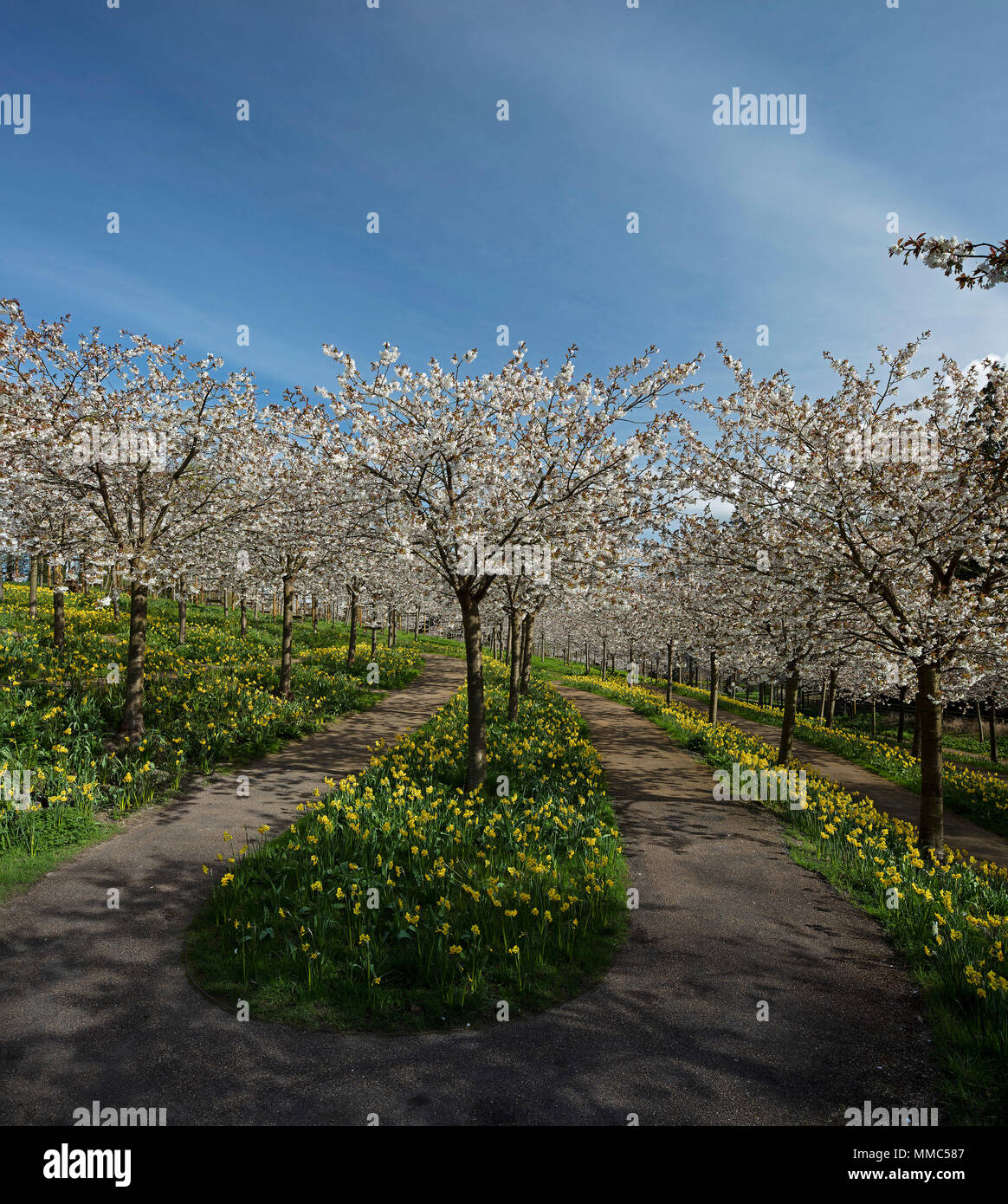 The Cherry Orchard in full bloom in The Alnwick Garden, Alnwick ...