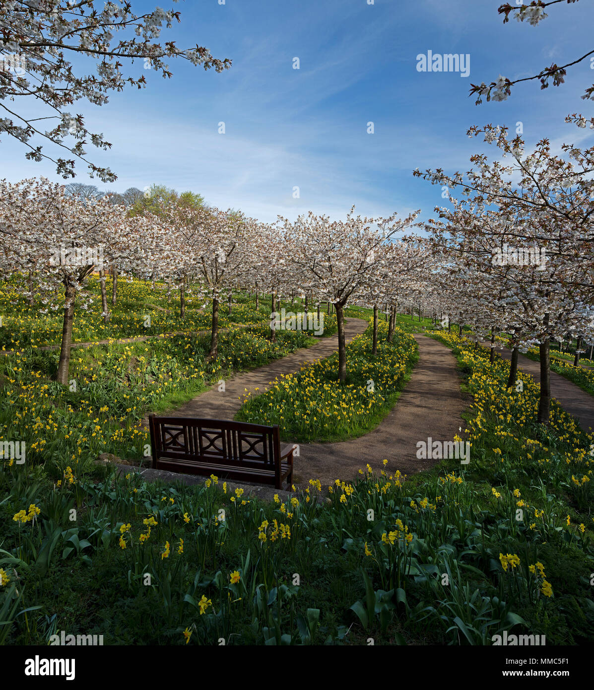 The Cherry Orchard in full bloom in The Alnwick Garden, Alnwick ...