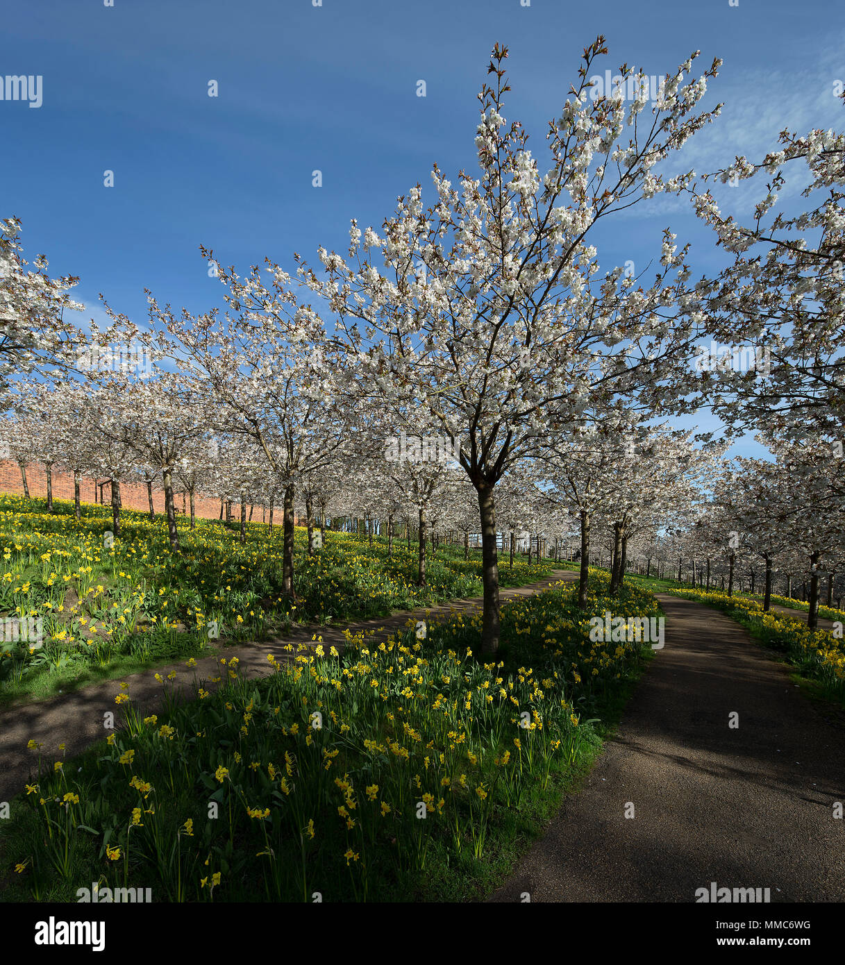 The Cherry Orchard in full bloom in The Alnwick Garden, Alnwick ...