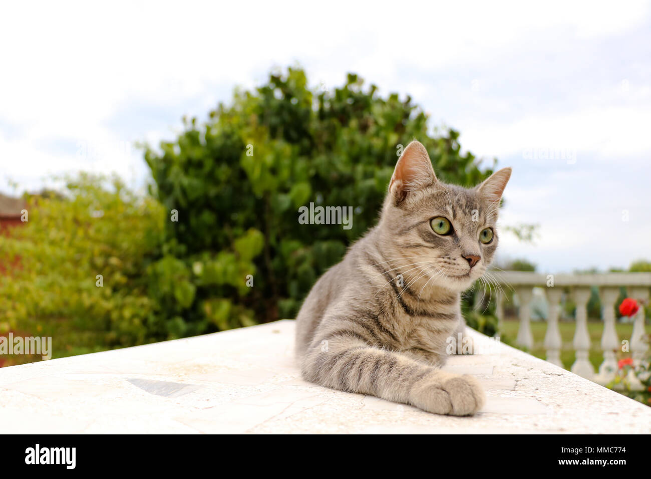 Grey cat green eyes hi-res stock photography and images - Alamy