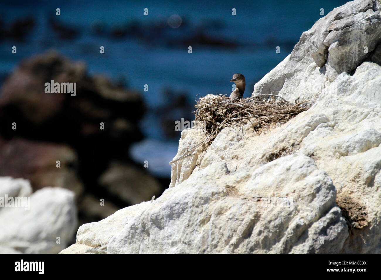 Cape cormorant or Cape shag (Phalacrocorax capensis) chick in it's nest ...
