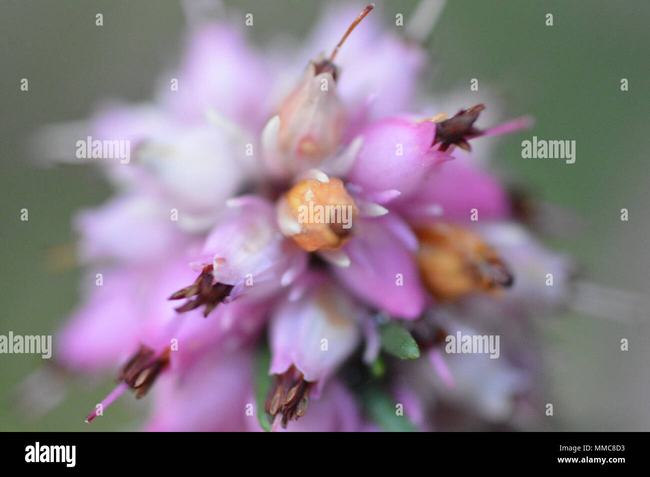 Waterside flowers hi-res stock photography and images - Alamy