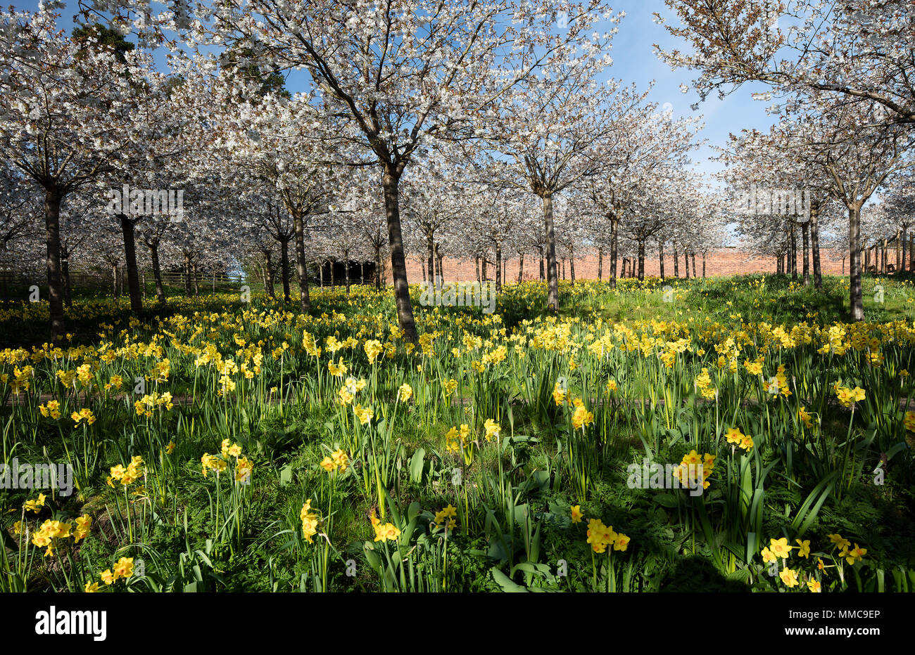 The Cherry Orchard in full bloom in The Alnwick Garden, Alnwick ...