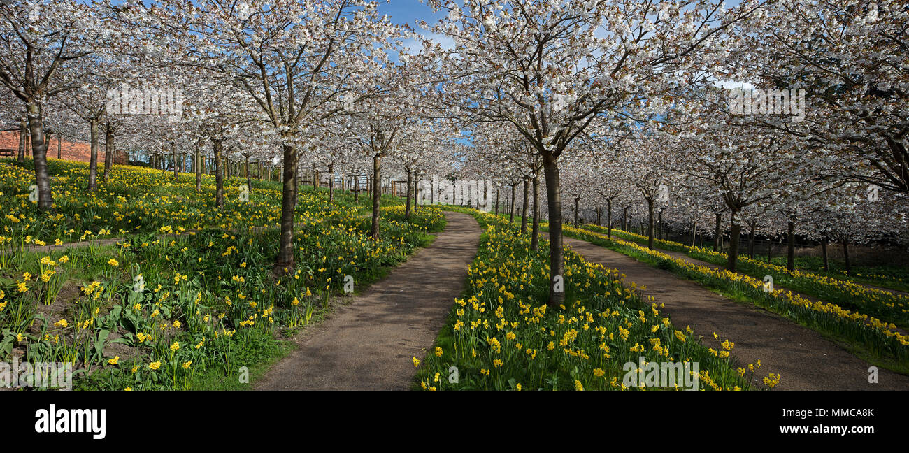 The Cherry Orchard in full bloom in The Alnwick Garden, Alnwick ...